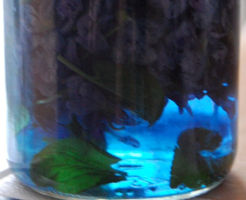 Cleavers | Whispering Earth