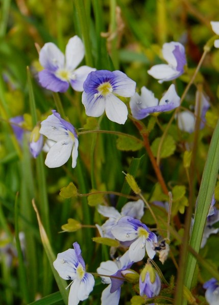 Speedwell, My Belle – May Blog Party | Whispering Earth