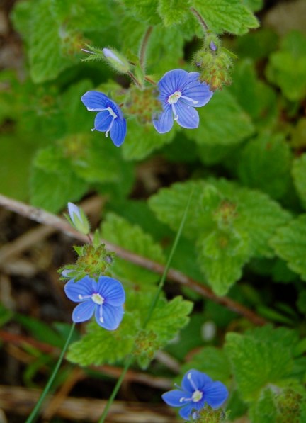 Speedwell, My Belle – May Blog Party | Whispering Earth
