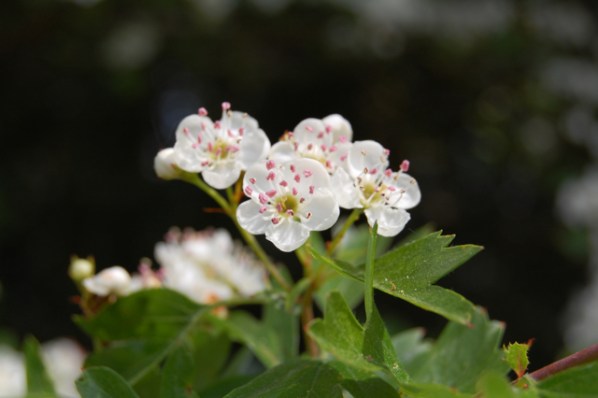 May Tree – Myth and Medicine | Whispering Earth