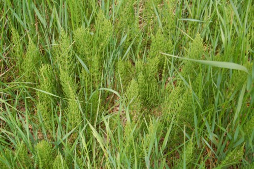 Horsetail – Ancient Wonder, Modern Medicine | Whispering Earth