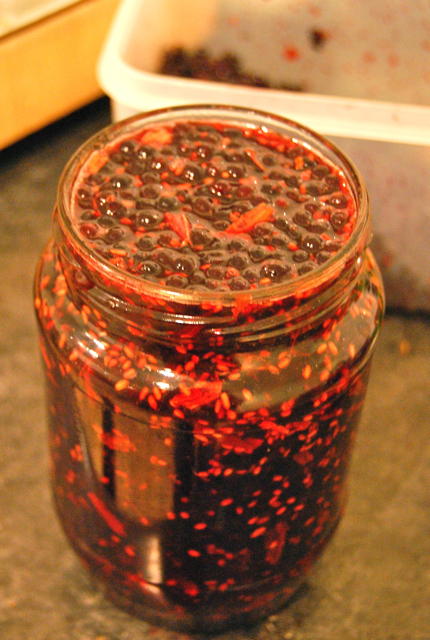 Elderberry Recipes for Health and for Pleasure | Whispering Earth