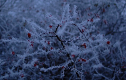Visions From A Cool Blue World | Whispering Earth