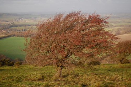 Hawthorn | Whispering Earth