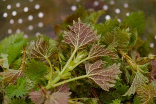 Nettle | Whispering Earth