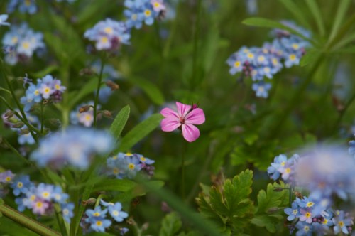 Spring Turns To Summer | Whispering Earth